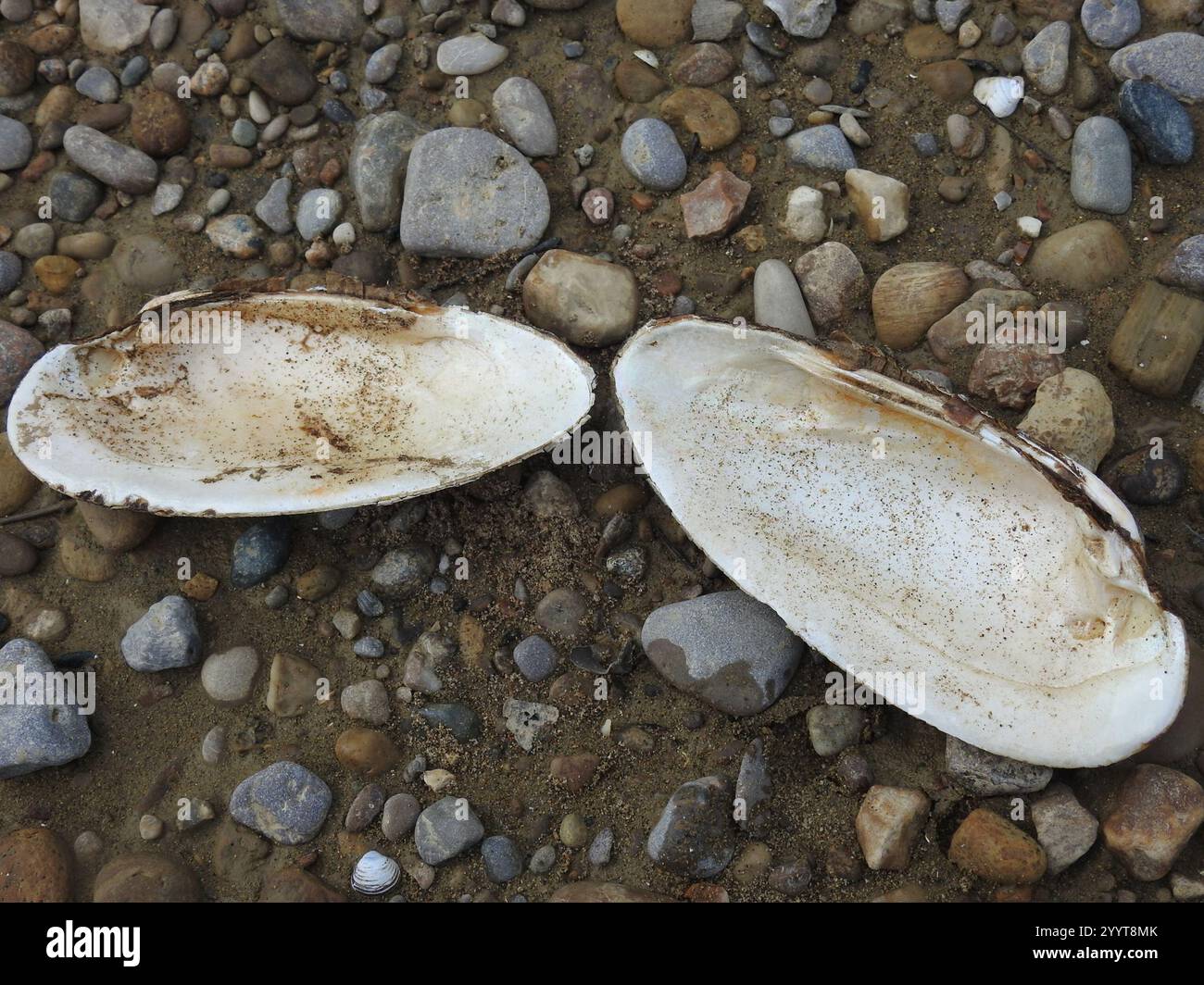 Black Sandshell (Ligumia recta Stock Photo - Alamy