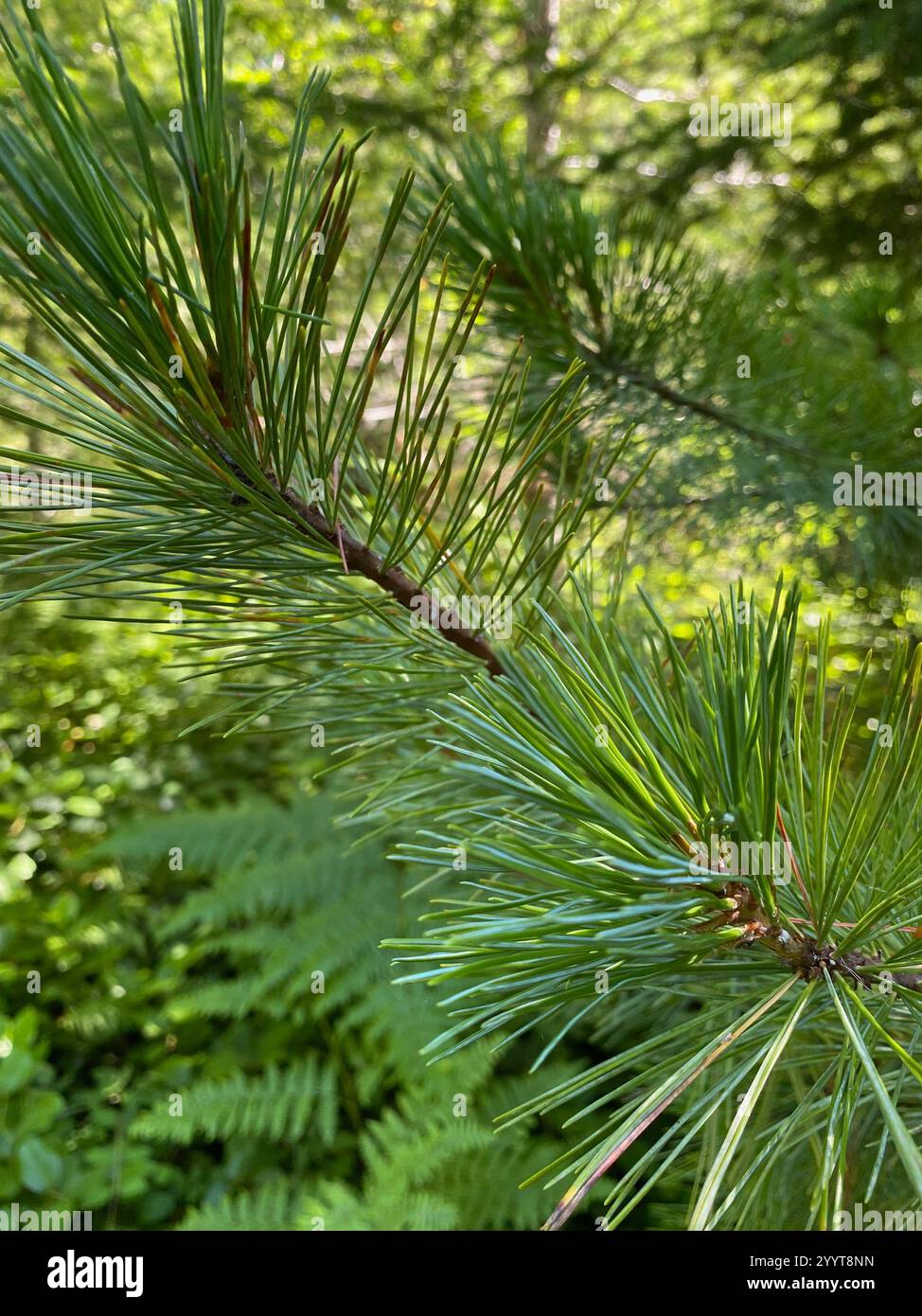 western white pine (Pinus monticola Stock Photo - Alamy