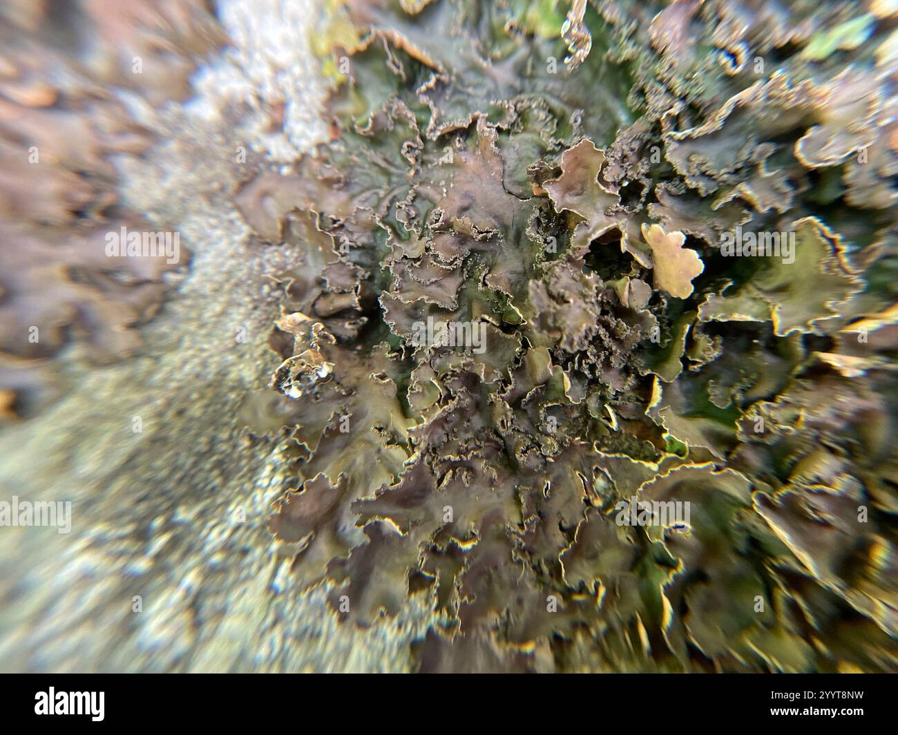 Powdery Kidney Lichen (Nephroma parile Stock Photo - Alamy