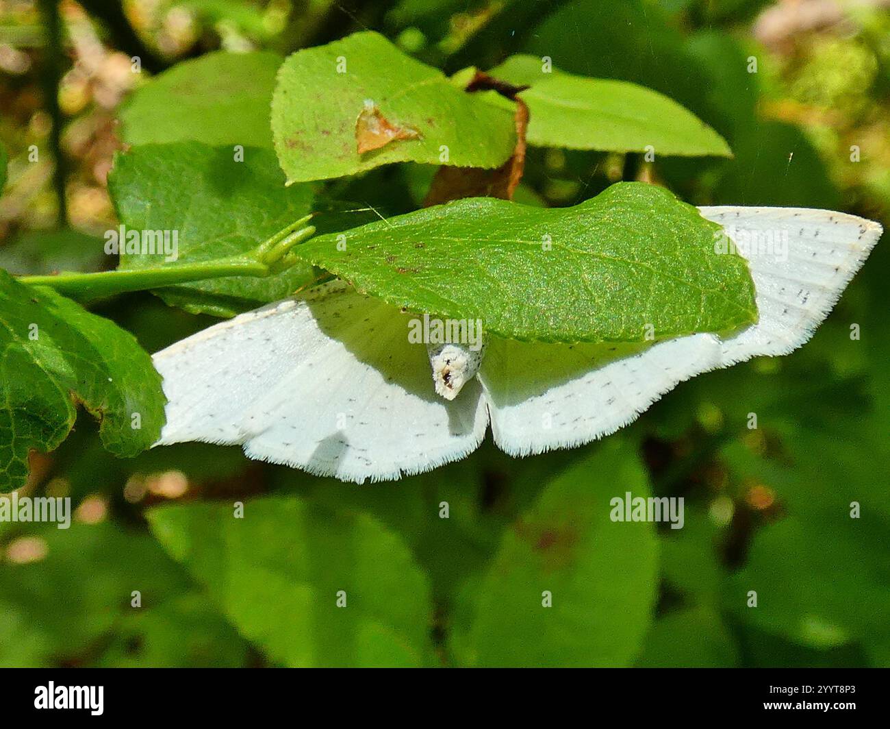 Common White Wave (Cabera pusaria Stock Photo - Alamy