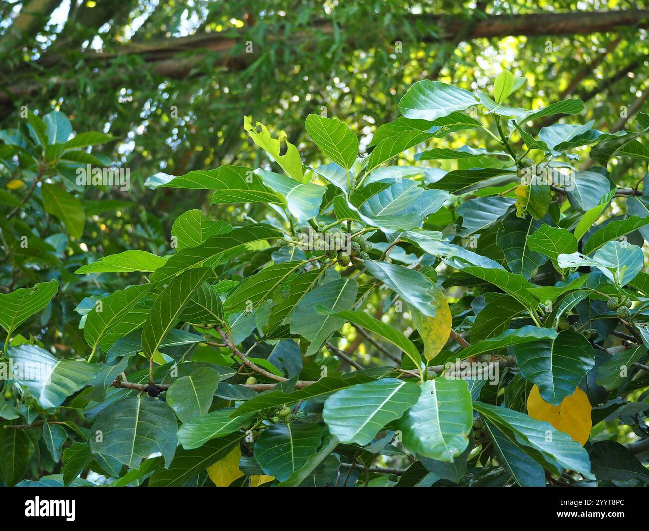 Hauili fig tree (Ficus septica Stock Photo - Alamy