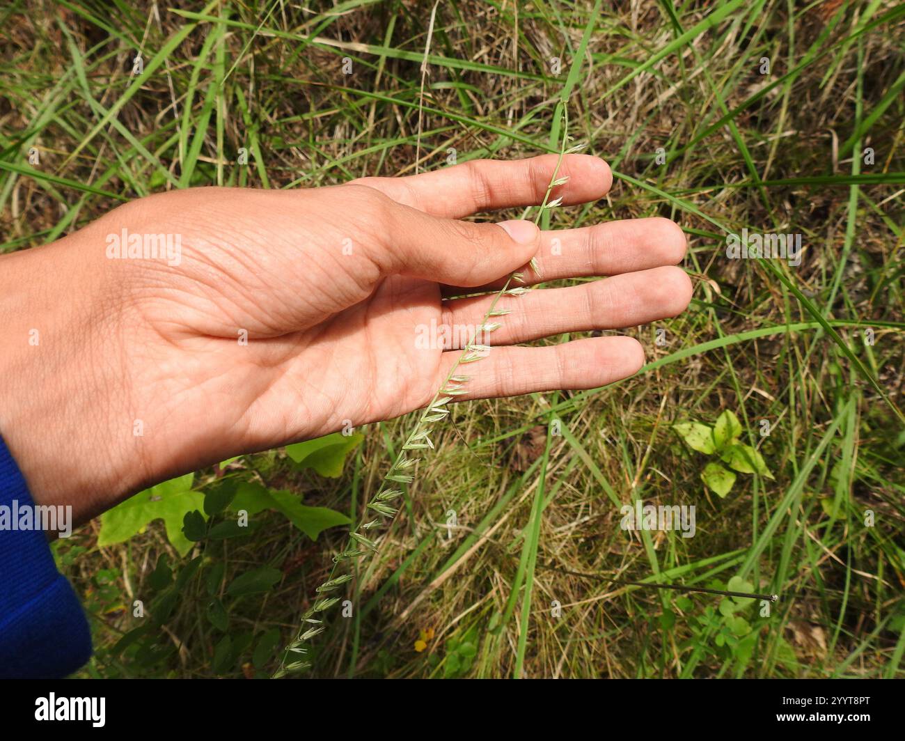 Sideoats Grama (Bouteloua curtipendula Stock Photo - Alamy