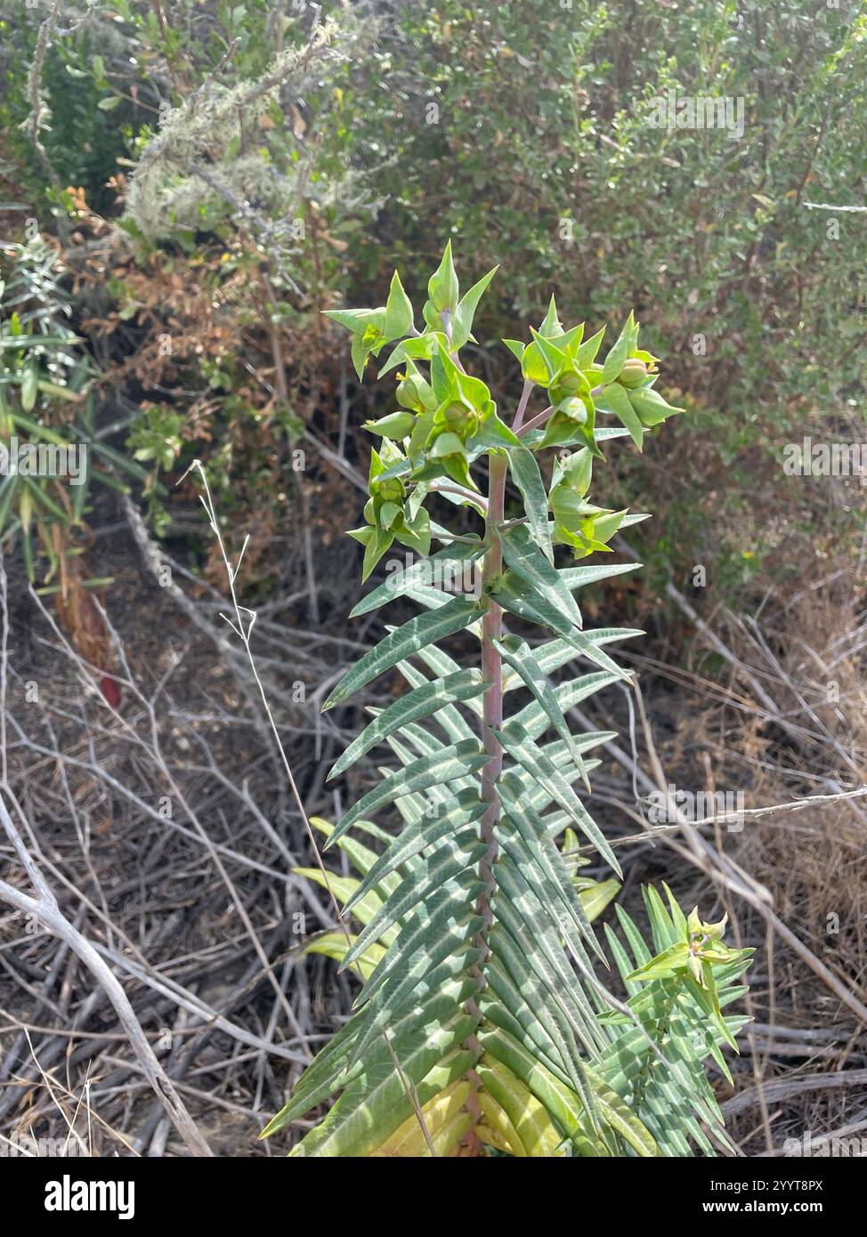caper spurge (Euphorbia lathyris Stock Photo - Alamy