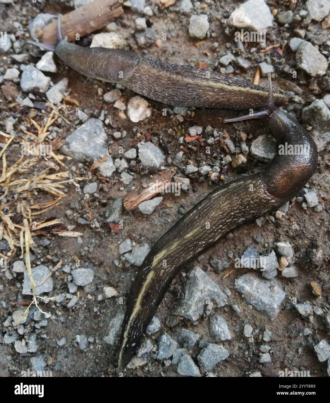 Ash-black Slug (Limax cinereoniger Stock Photo - Alamy
