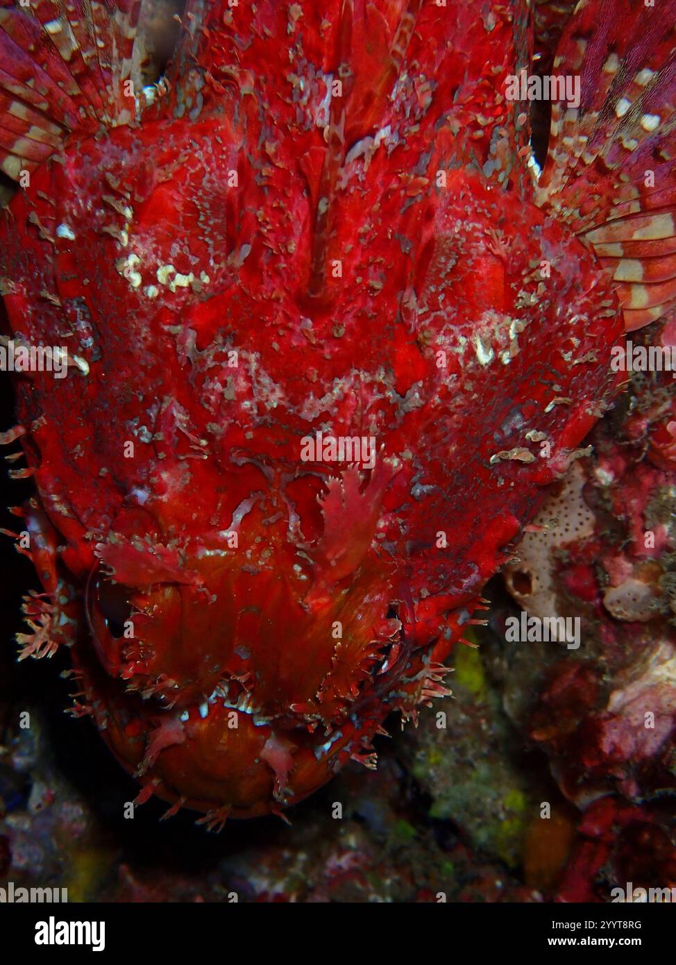 Eastern Red Scorpionfish (Scorpaena jacksoniensis Stock Photo - Alamy
