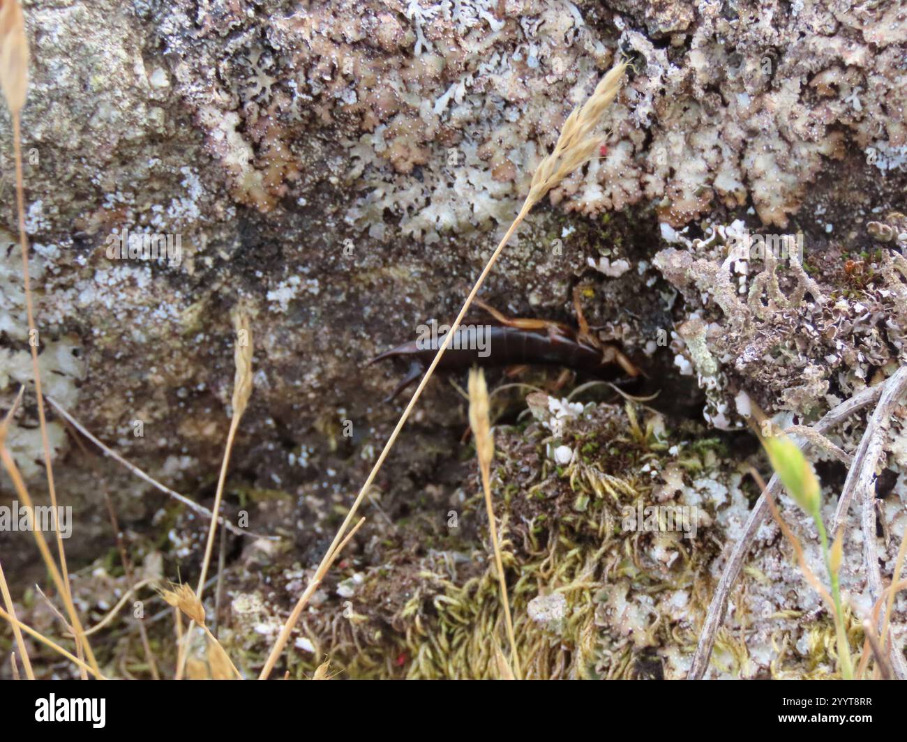 Anisolabis hi-res stock photography and images - Alamy