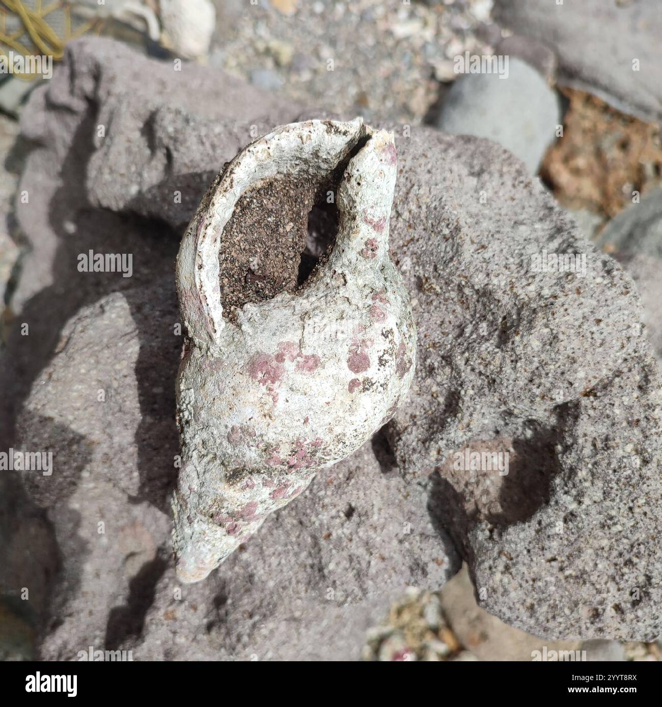 Atlantic Triton Snail (Charonia variegata Stock Photo - Alamy