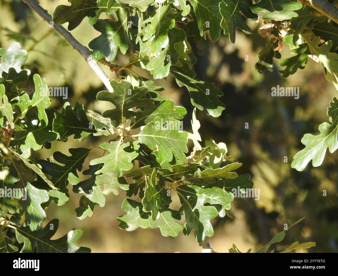 valley oak (Quercus lobata Stock Photo - Alamy