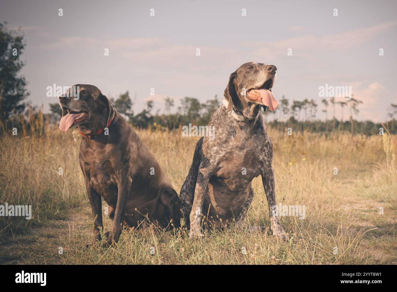 Couple of older german shorthaired pointer females in field Stock Photo ...