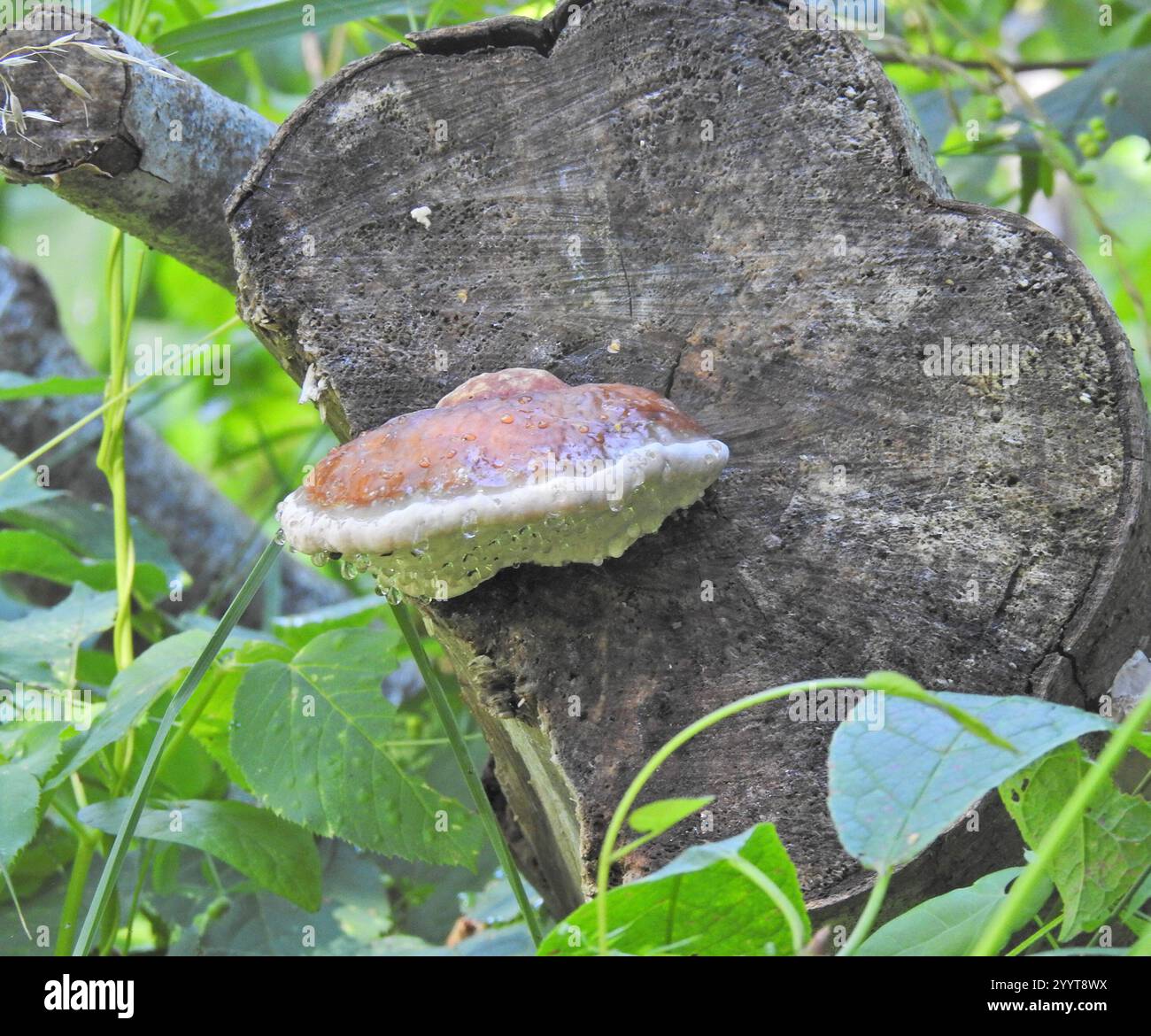 Red-banded Polypore (Fomitopsis pinicola Stock Photo - Alamy