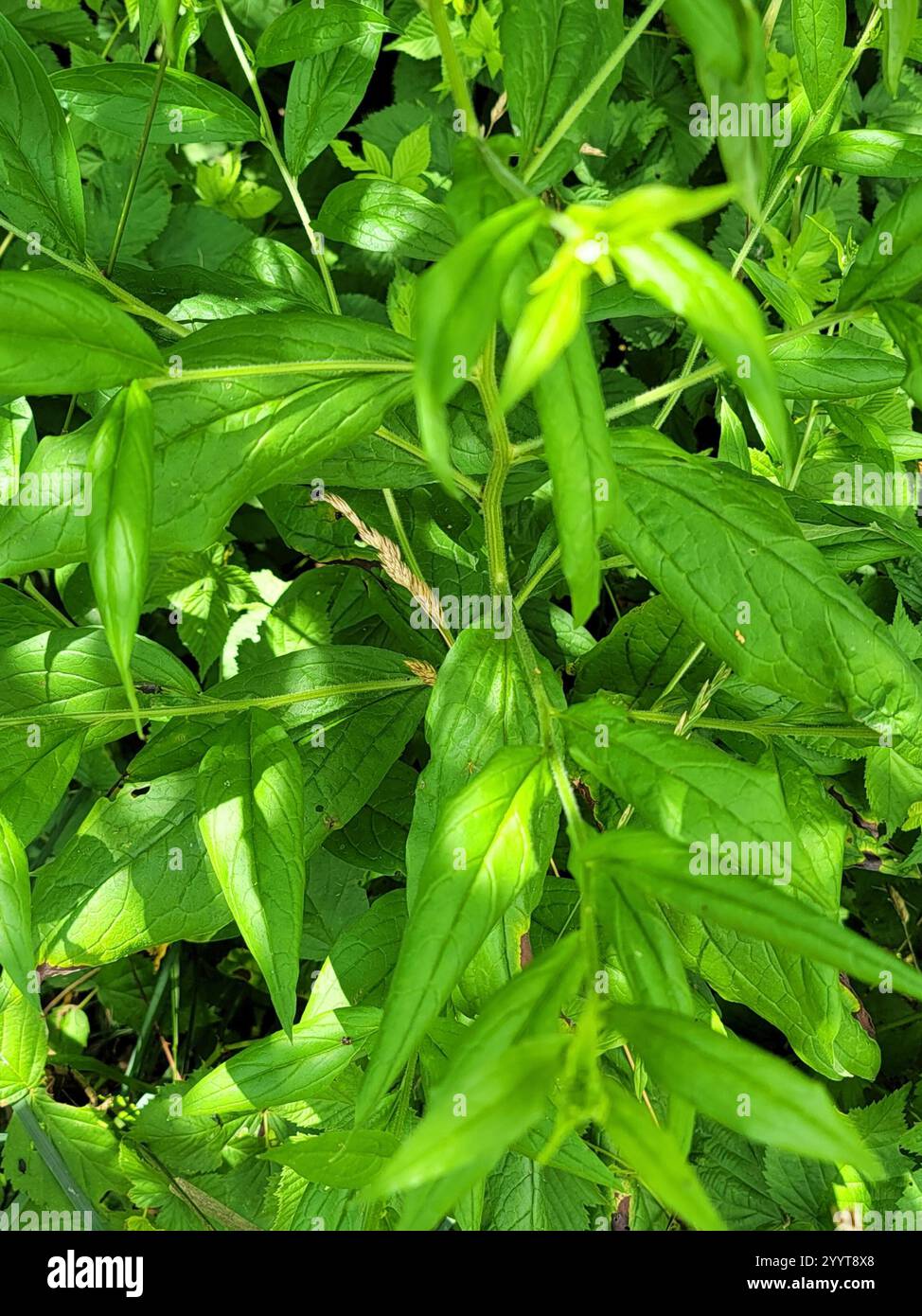 virginia stickseed (Hackelia virginiana Stock Photo - Alamy