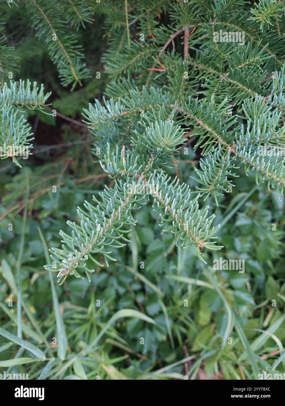 white spruce (Picea glauca Stock Photo - Alamy