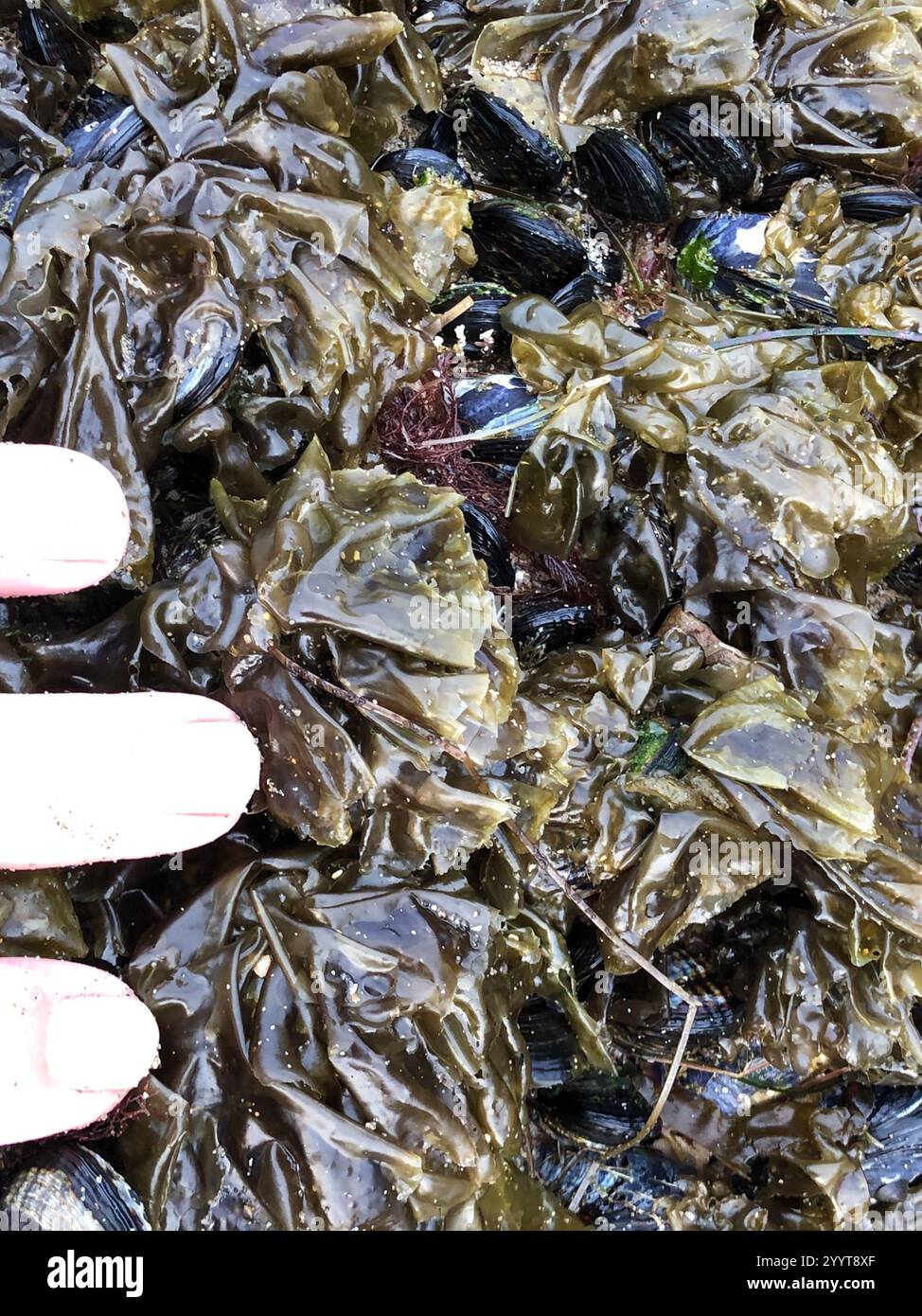 Pyropia hi-res stock photography and images - Alamy