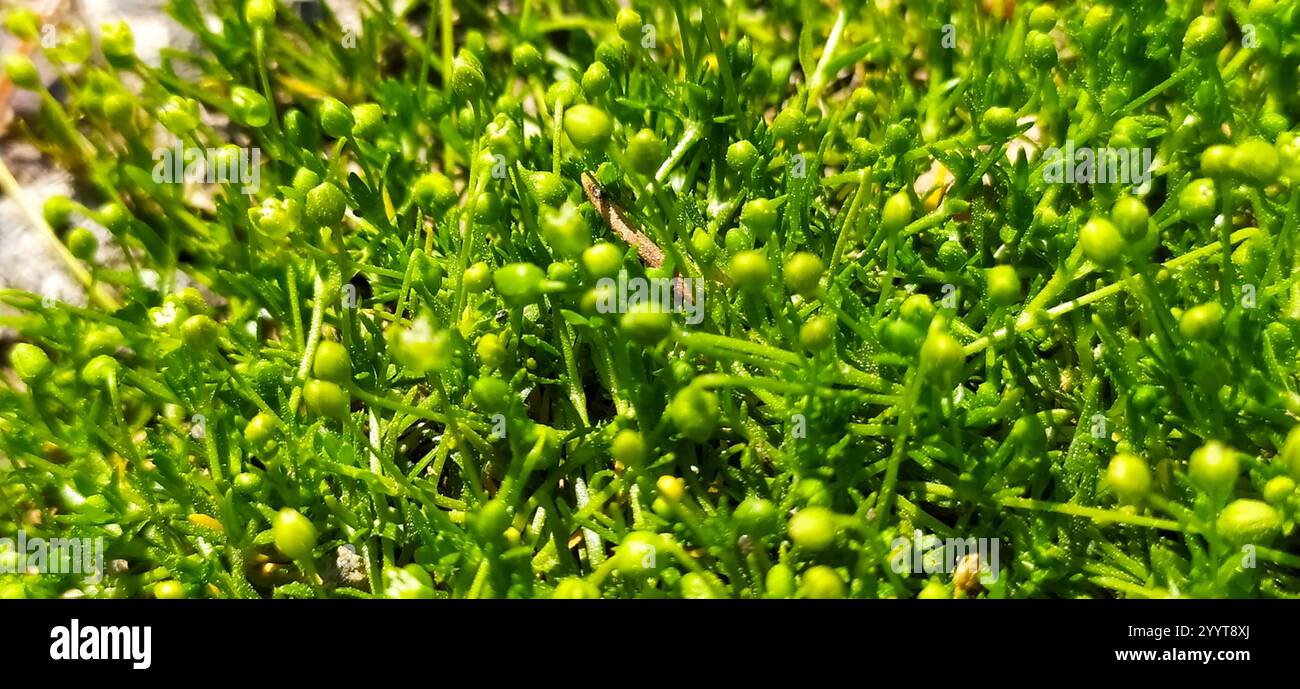 Procumbent Pearlwort (Sagina procumbens Stock Photo - Alamy