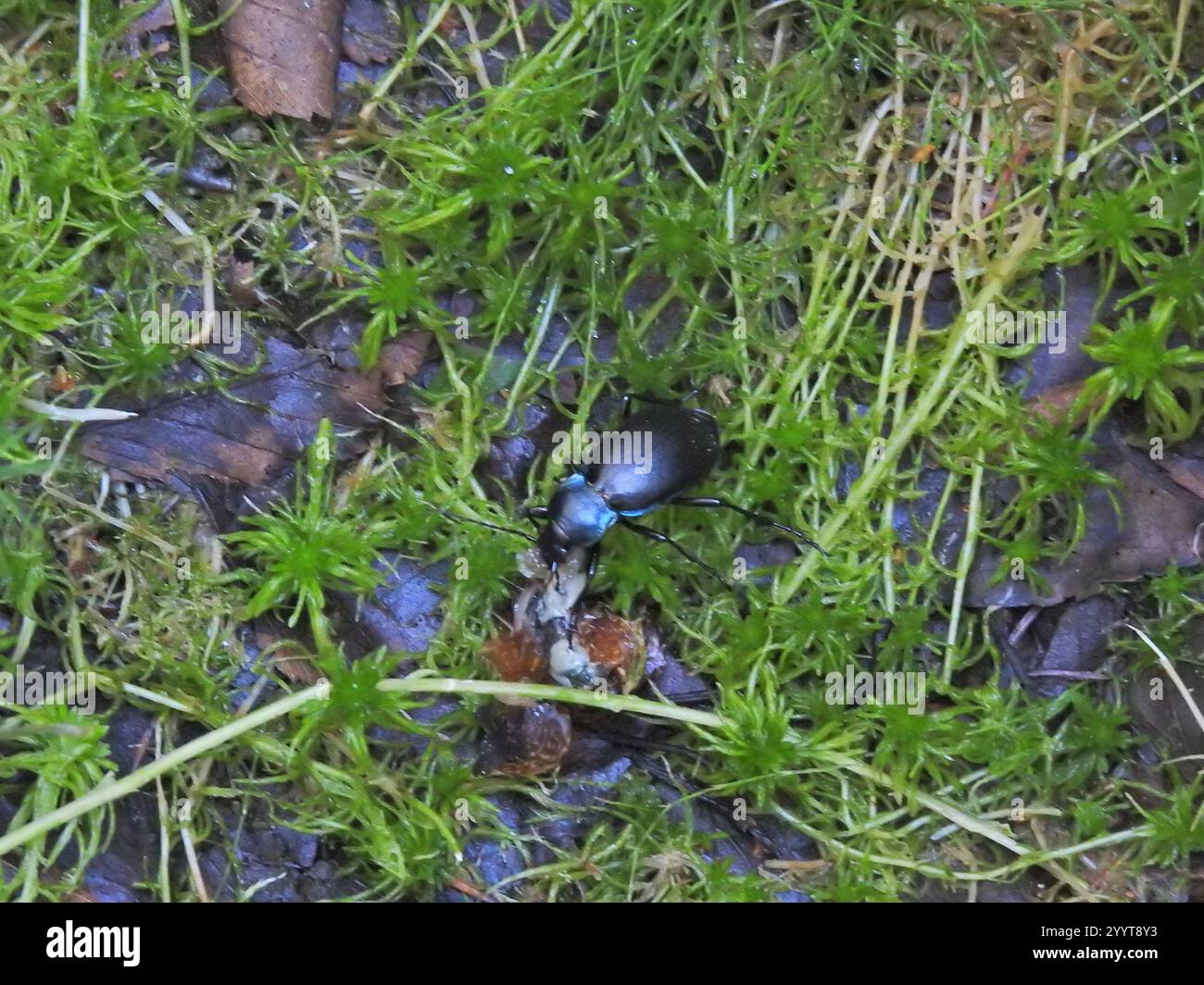 Violet ground beetle (Carabus violaceus Stock Photo - Alamy