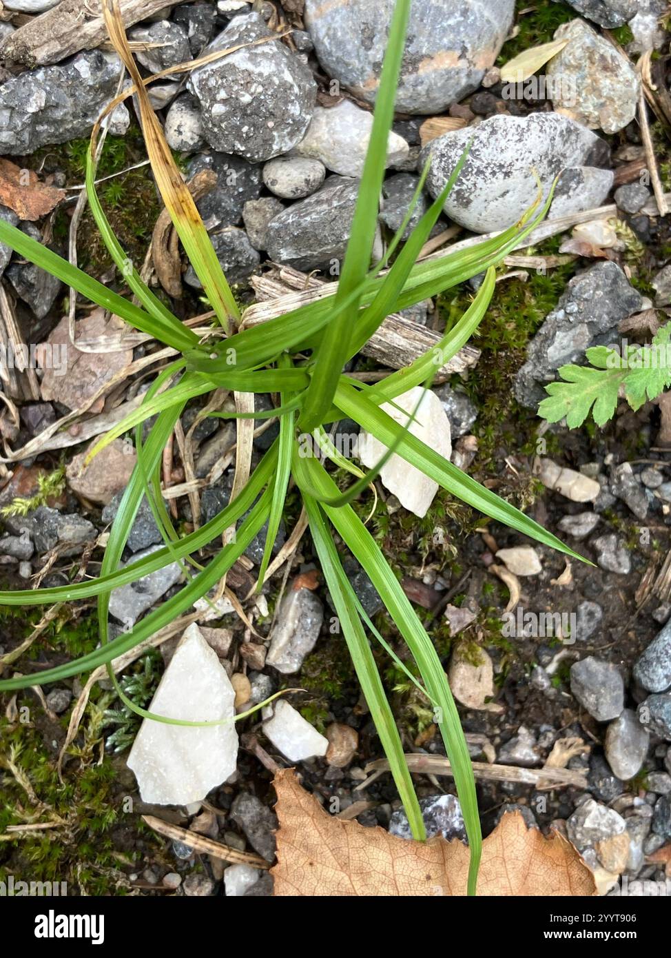 true sedges (Carex Stock Photo - Alamy