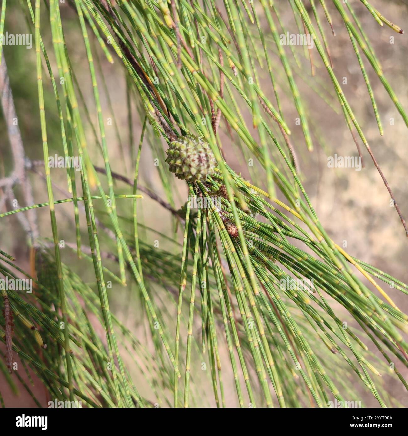 Beach Sheoak (Casuarina equisetifolia Stock Photo - Alamy