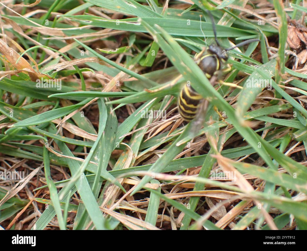 Alaska Yellowjacket (Vespula alascensis Stock Photo - Alamy