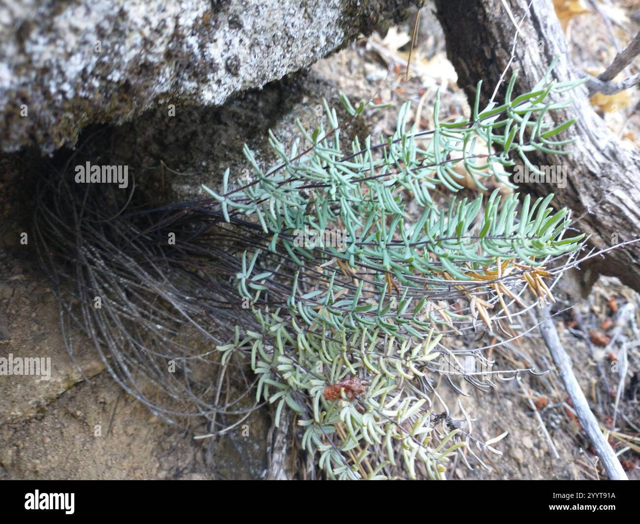 Sierra cliffbrake (Pellaea brachyptera Stock Photo - Alamy