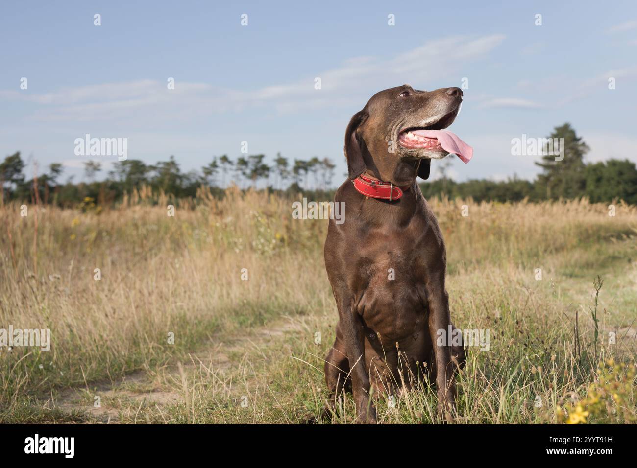 Female german shorthaired pointer hi-res stock photography and images ...