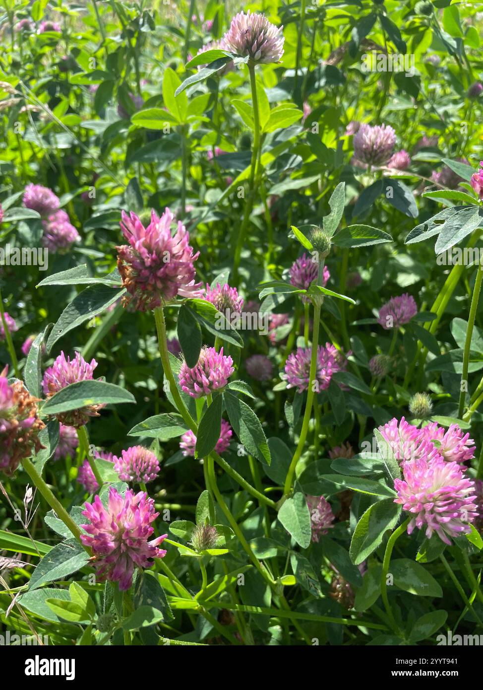 Red Clover (Trifolium pratense Stock Photo - Alamy
