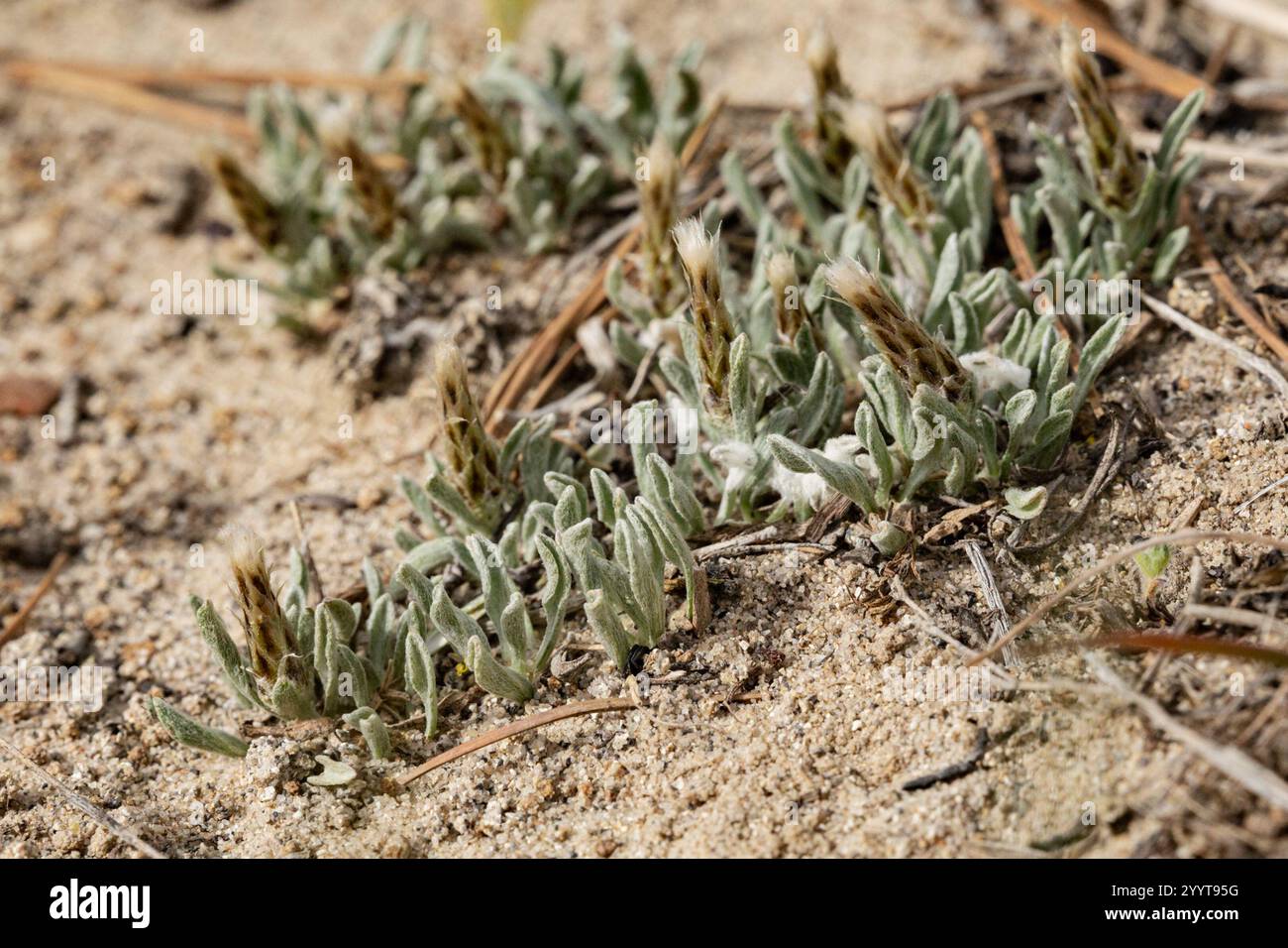 Low Pussytoes (Antennaria dimorpha Stock Photo - Alamy
