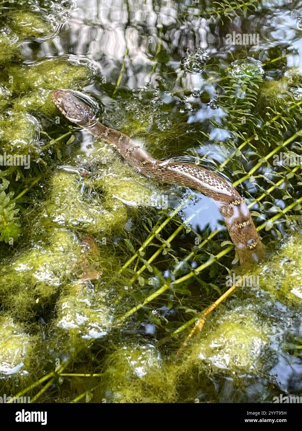 Plain-bellied Watersnake (Nerodia erythrogaster Stock Photo - Alamy