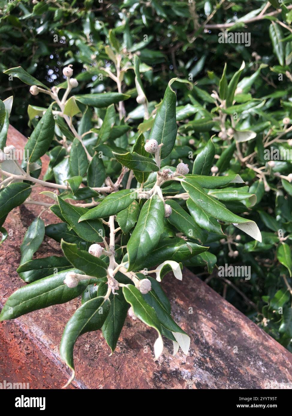 Holm oak (Quercus ilex Stock Photo - Alamy