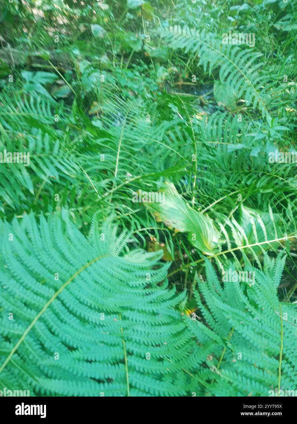 cinnamon fern (Osmundastrum cinnamomeum Stock Photo - Alamy