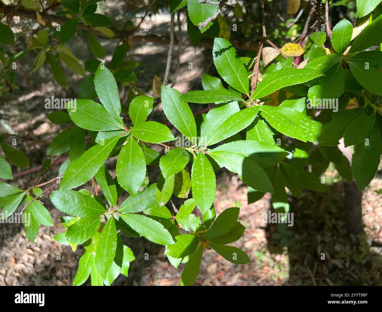 strawberry tree (Arbutus unedo Stock Photo - Alamy