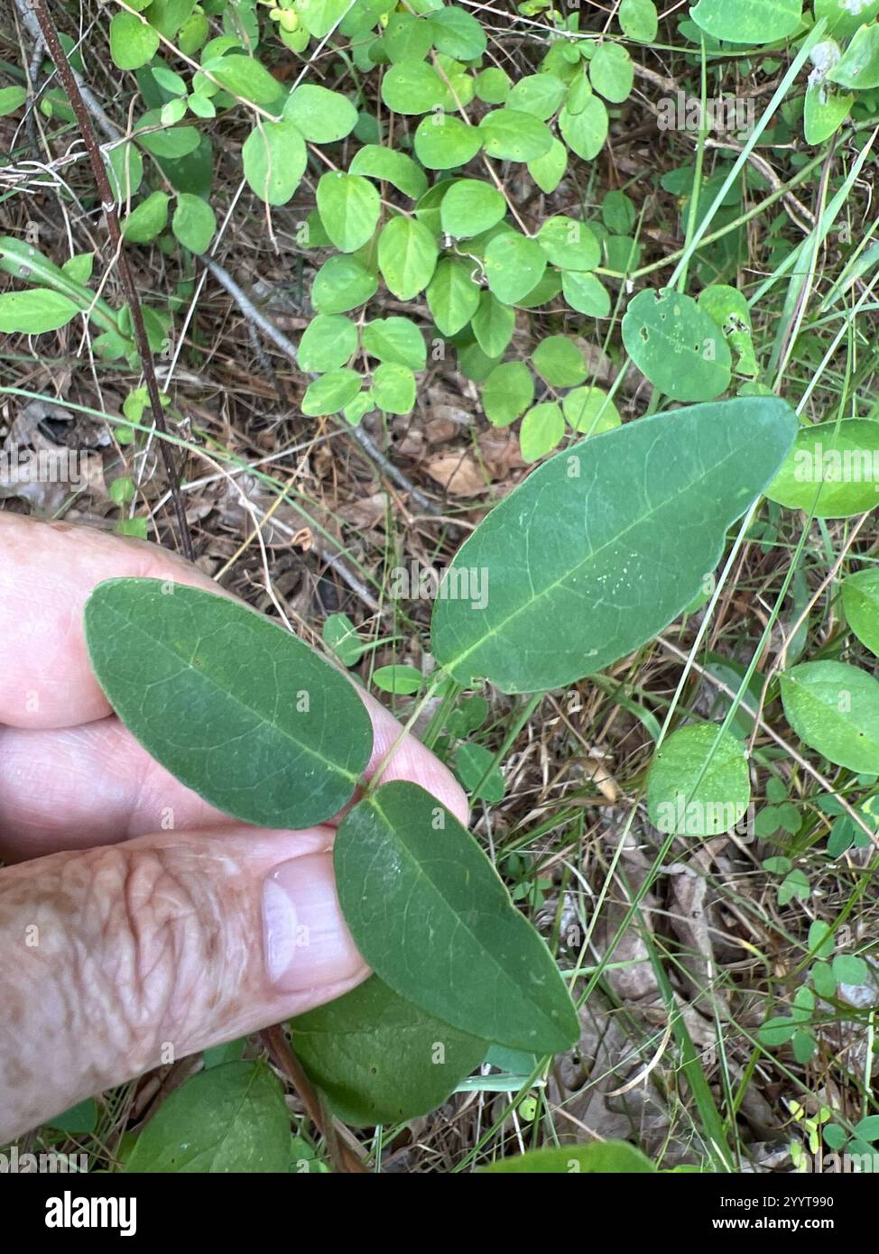 eastern milk-pea (Galactia regularis Stock Photo - Alamy