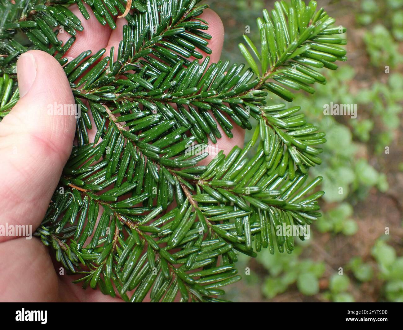 Pacific silver fir (Abies amabilis Stock Photo - Alamy