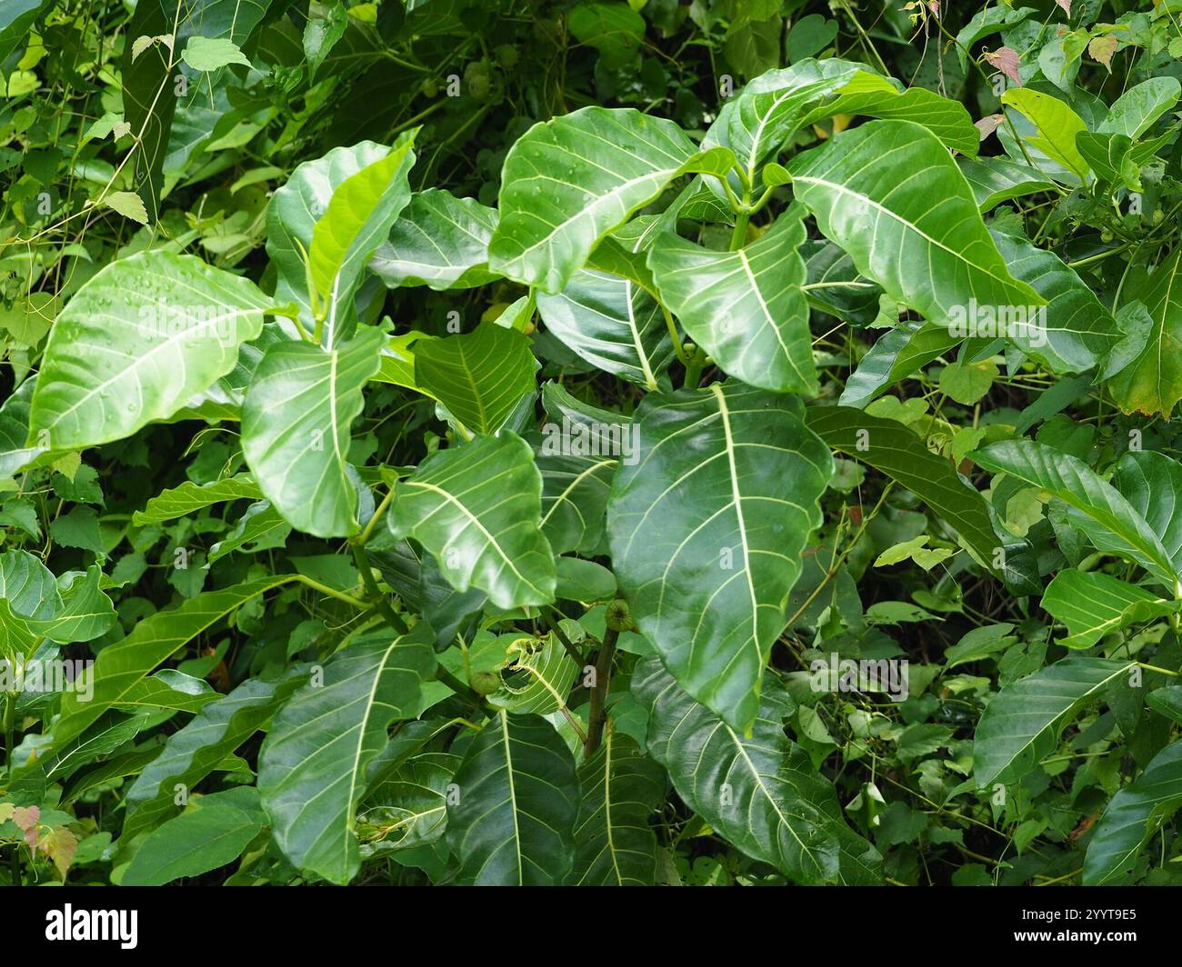 Hauili fig tree (Ficus septica Stock Photo - Alamy