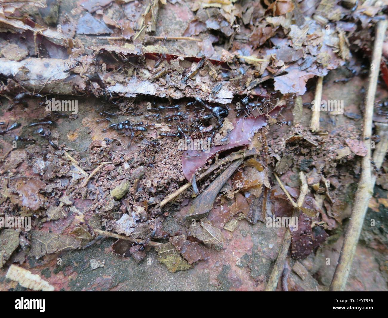 Typical Driver Ants (Dorylus nigricans Stock Photo - Alamy