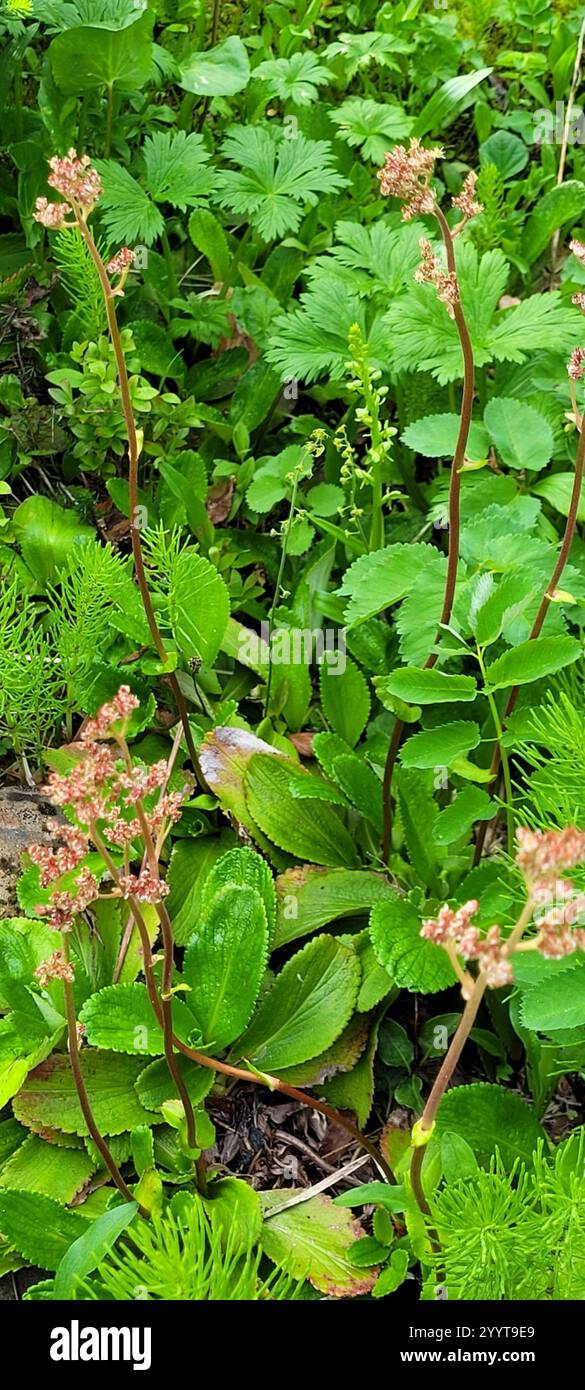 leatherleaf saxifrage (Leptarrhena pyrolifolia Stock Photo - Alamy