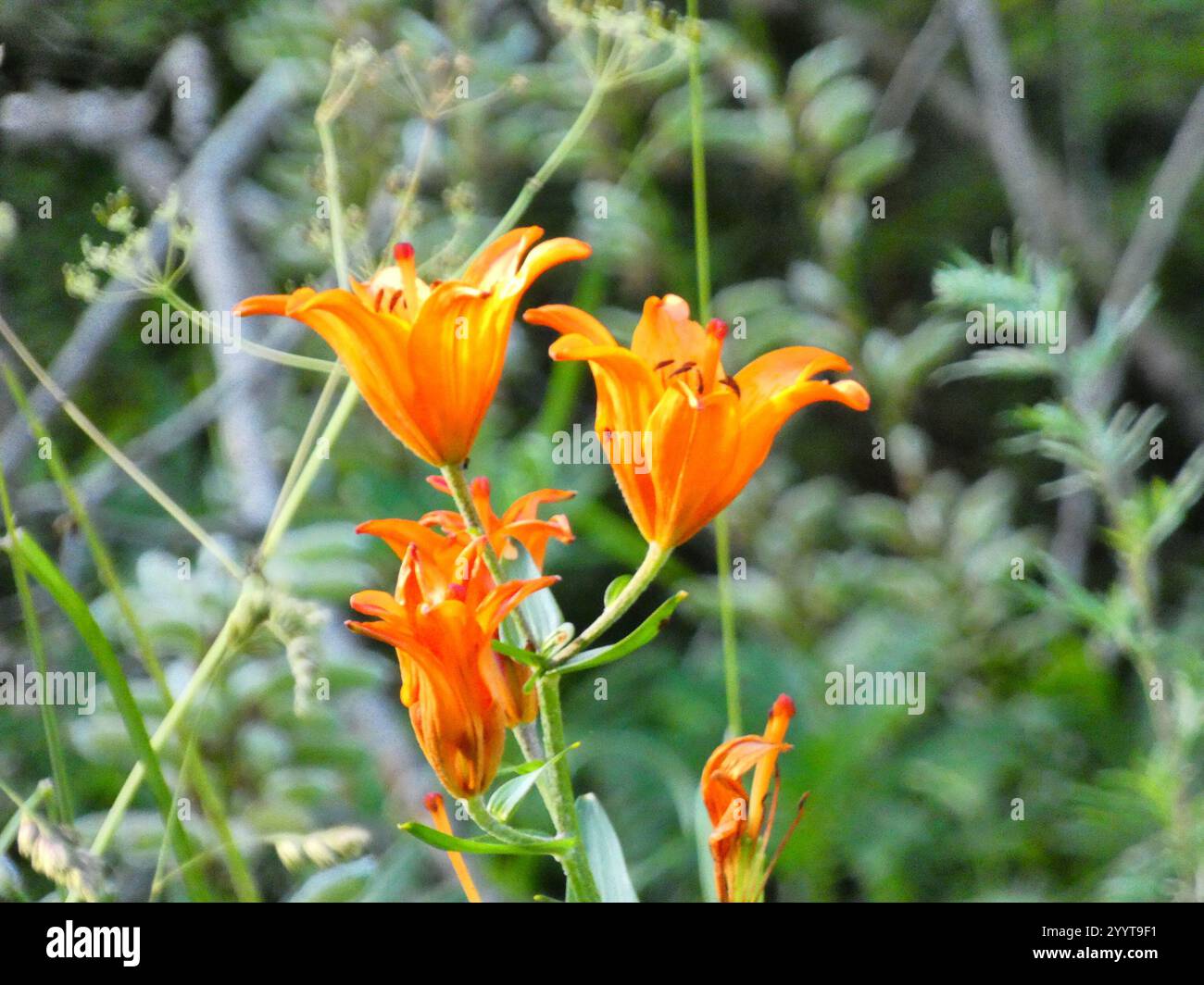 fire lily (Lilium bulbiferum Stock Photo - Alamy