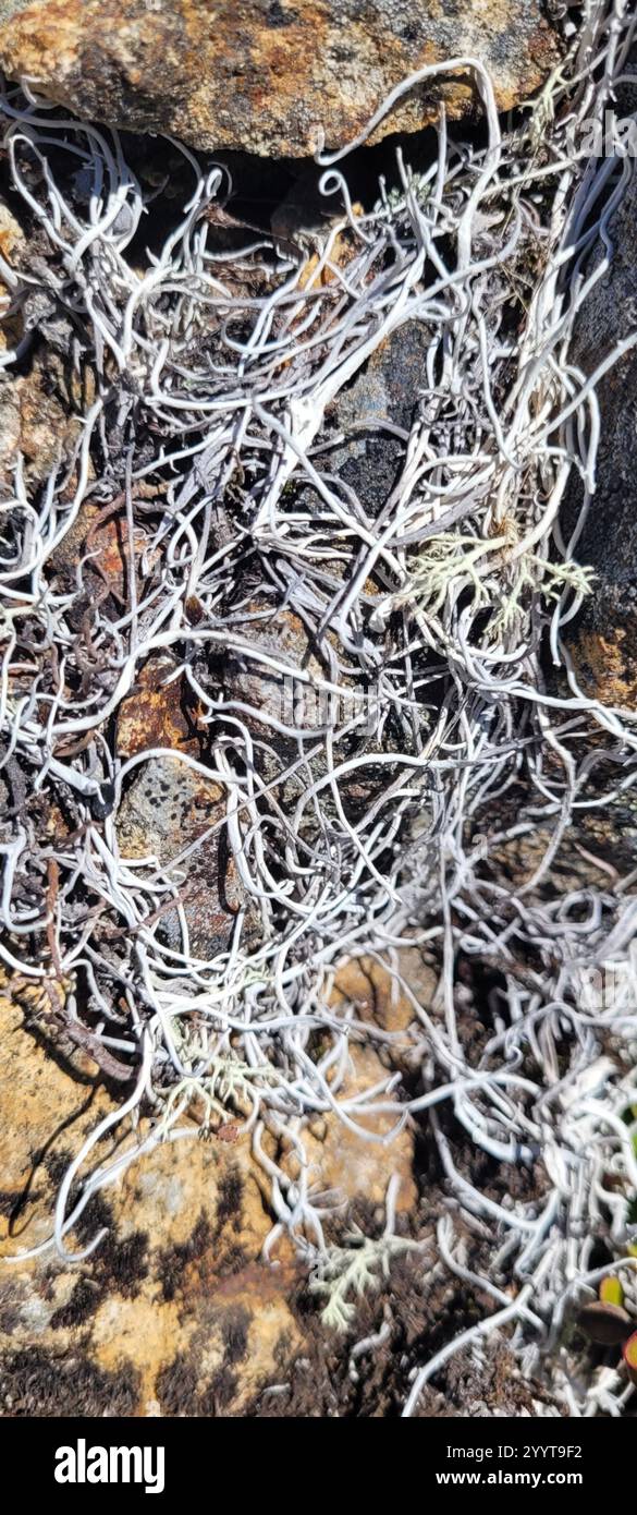 Whiteworm Lichen (Thamnolia vermicularis Stock Photo - Alamy