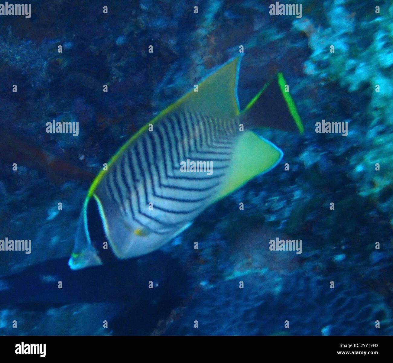 Chevron Butterflyfish (Chaetodon trifascialis Stock Photo - Alamy