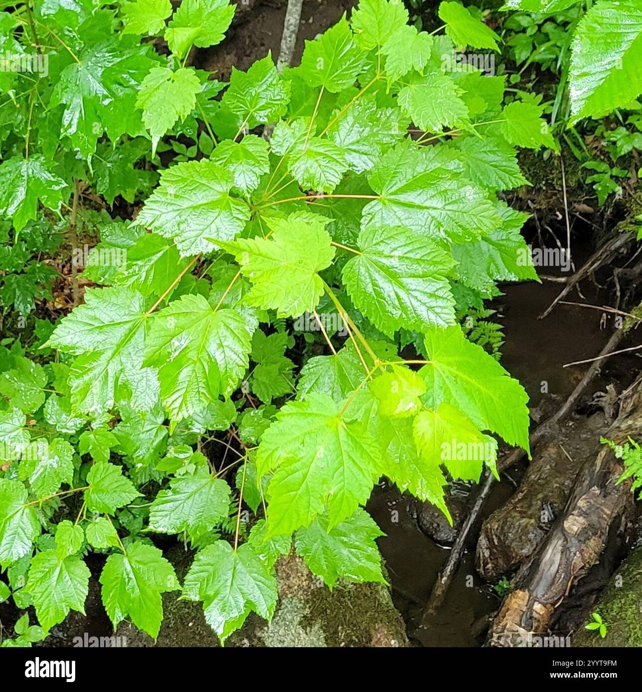 Mountain Maple (Acer spicatum Stock Photo - Alamy