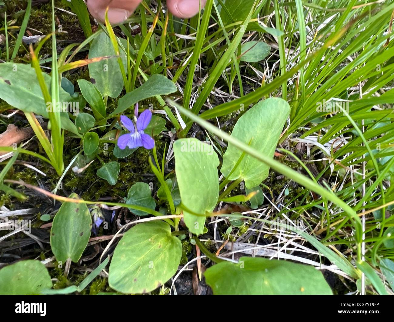 hookedspur violet (Viola adunca Stock Photo - Alamy