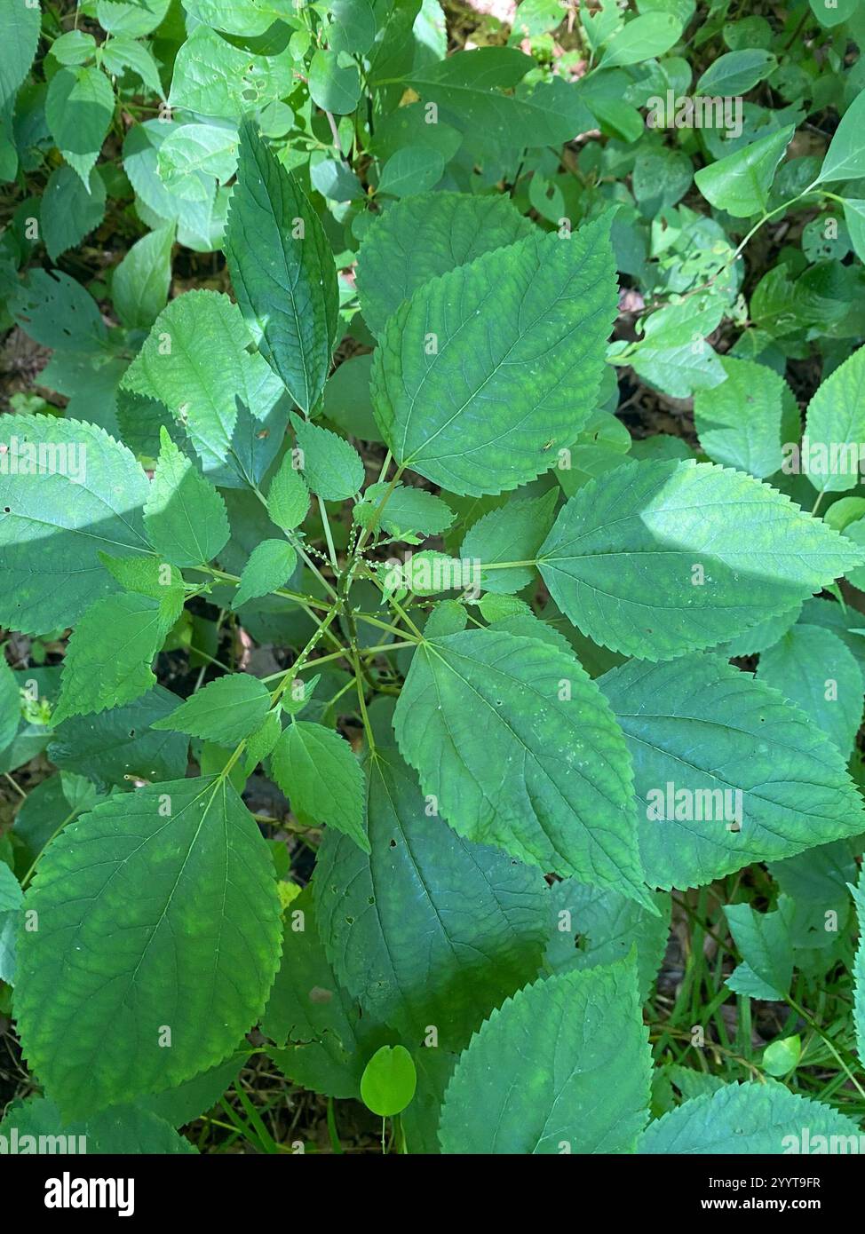 false nettle (Boehmeria cylindrica Stock Photo - Alamy