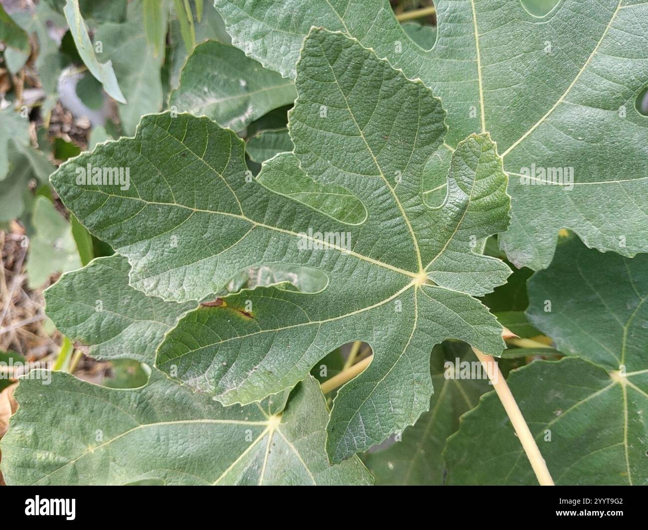 common fig (Ficus carica Stock Photo - Alamy