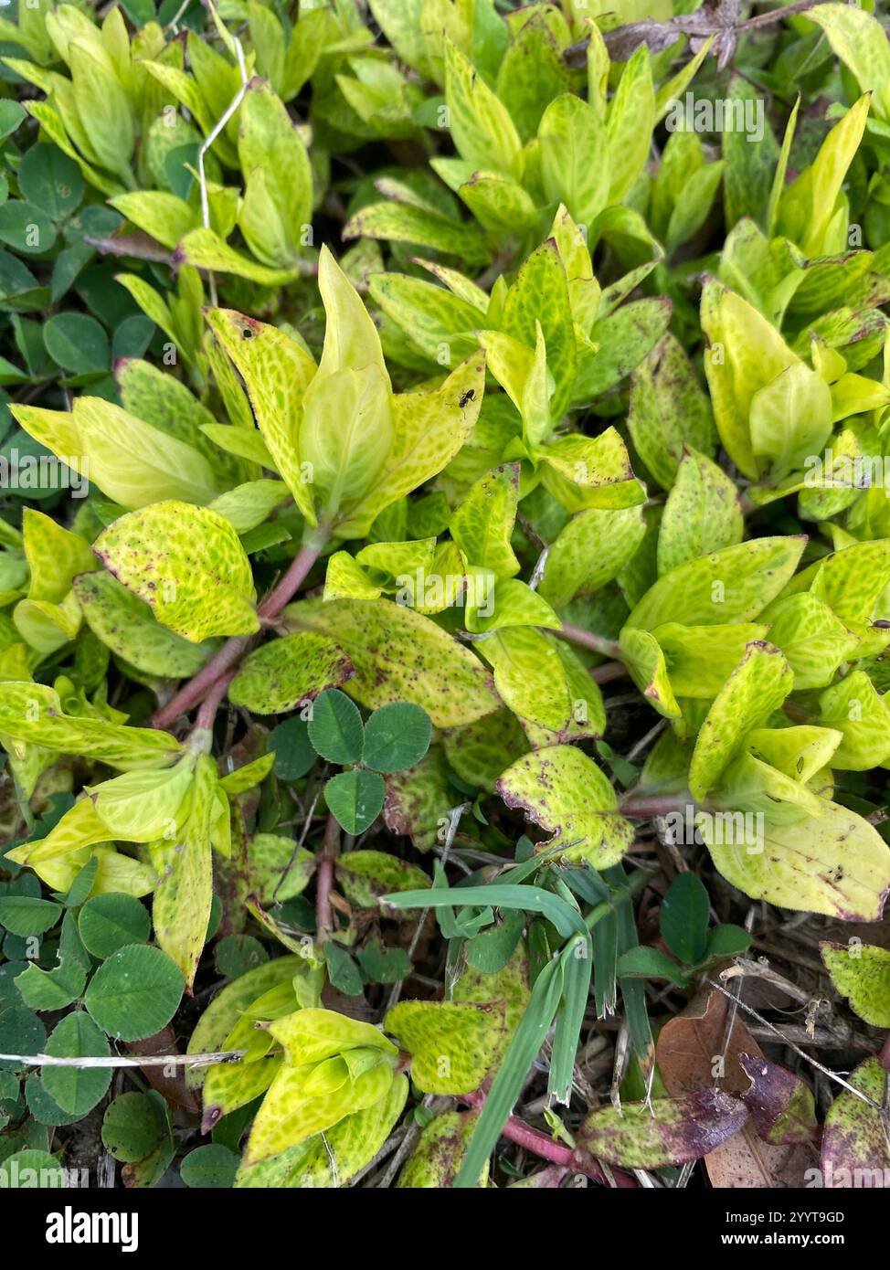Diodia vein chlorosis virus (Crinivirus diodiae Stock Photo - Alamy