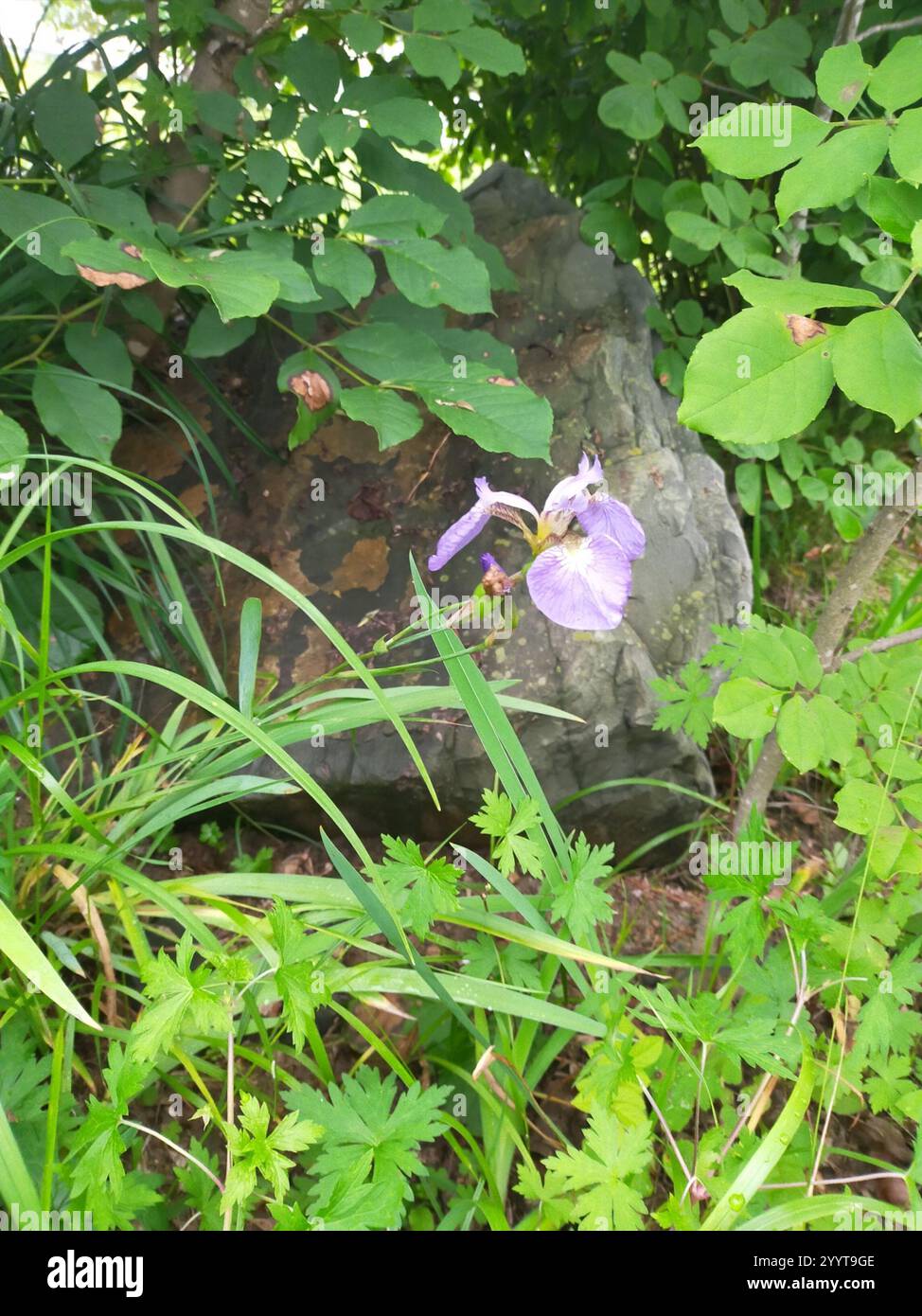 Beach-head Iris (Iris setosa Stock Photo - Alamy