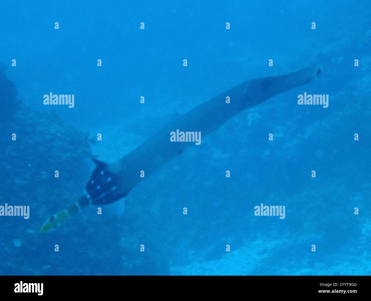 Pacific Trumpetfish (Aulostomus chinensis Stock Photo - Alamy