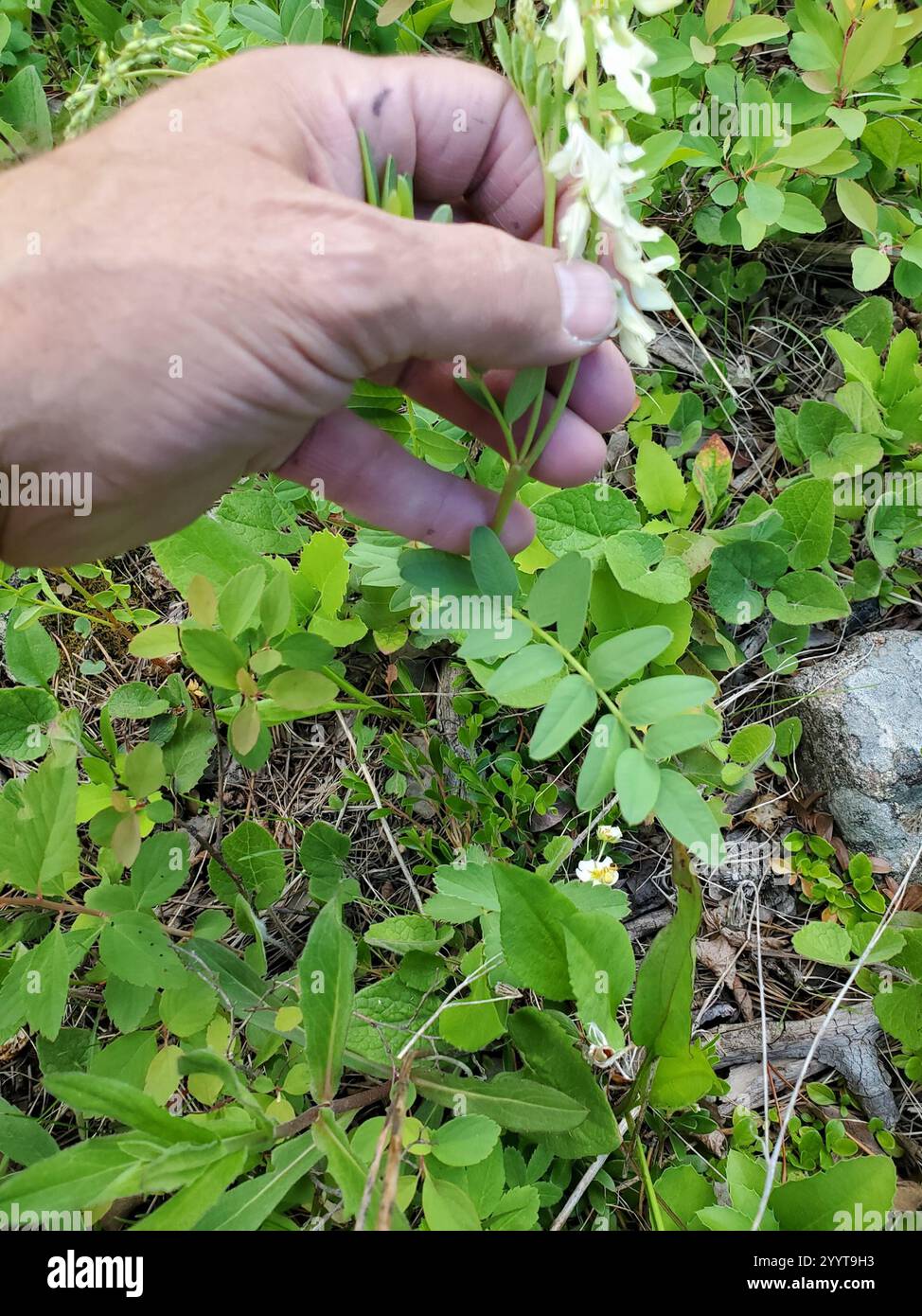 Yellow Sweet-vetch (Hedysarum sulphurescens Stock Photo - Alamy