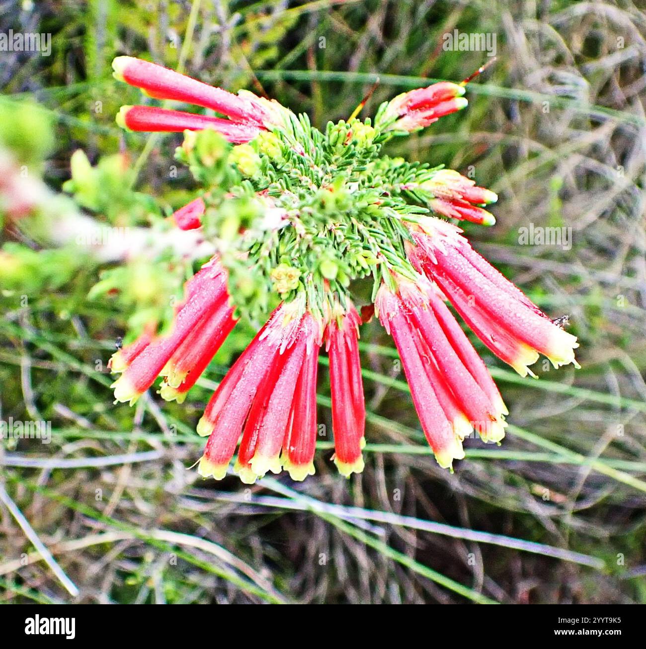 Coppice Discolorous Heath (Erica discolor discolor Stock Photo - Alamy