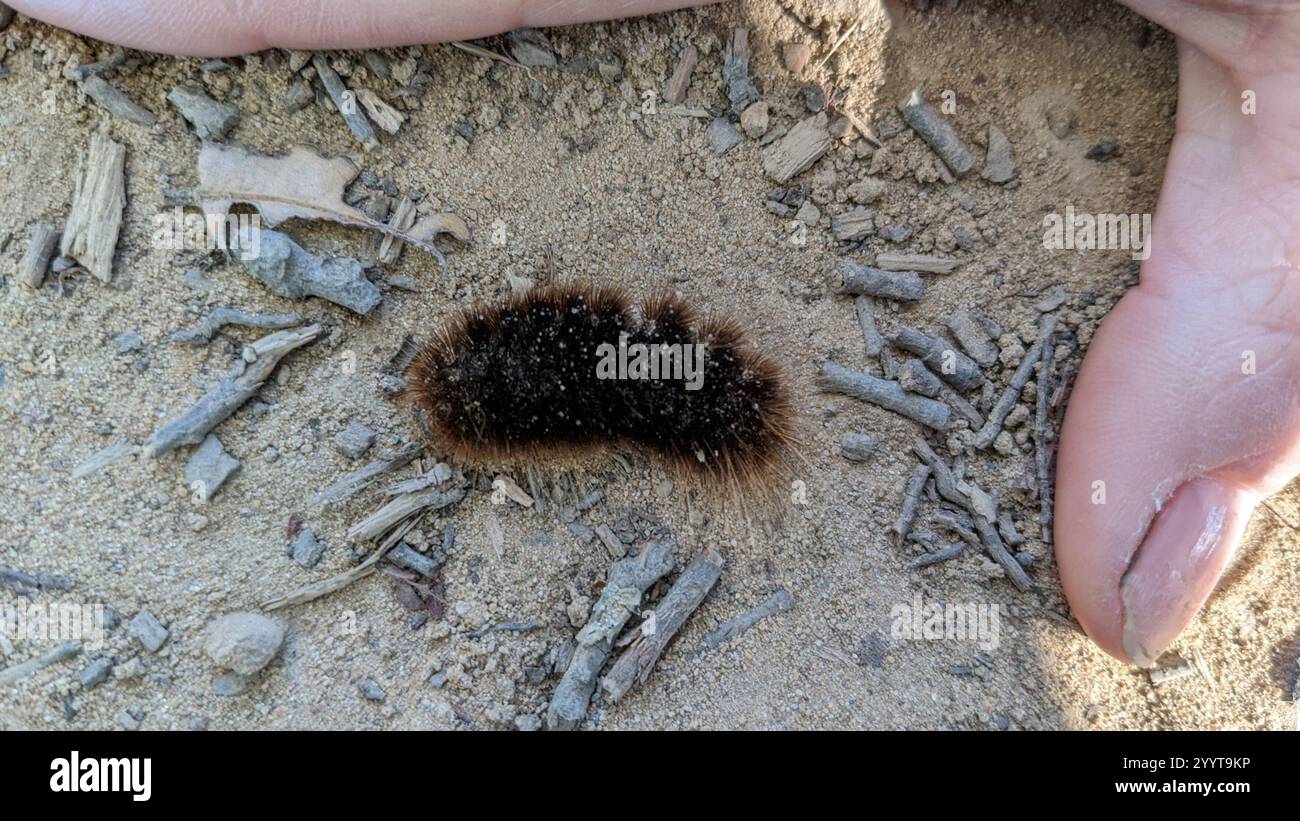 Edwards' Glassy-wing Moth (Pseudohemihyalea edwardsii Stock Photo - Alamy