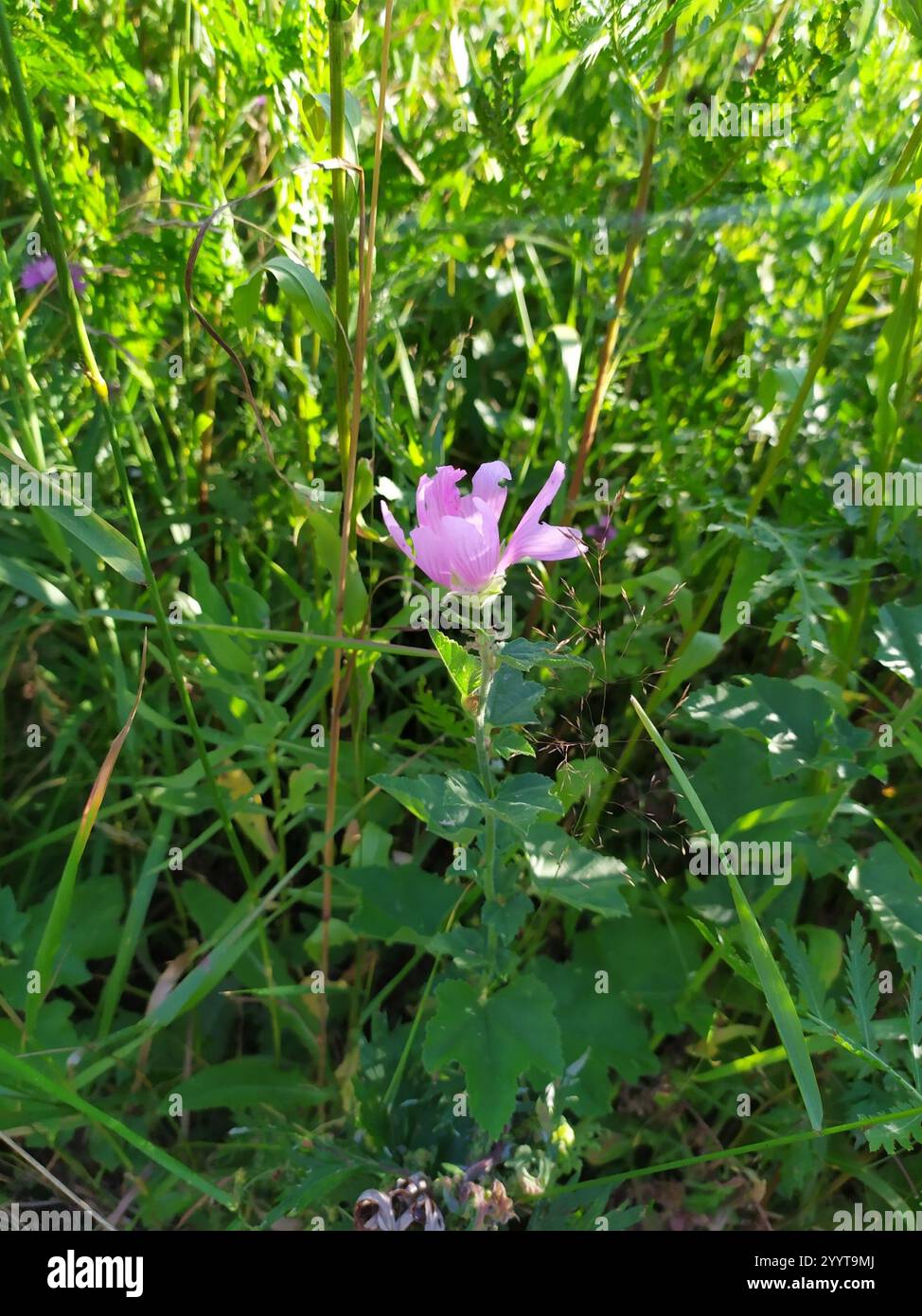 Eastern Tree-mallow (Malva thuringiaca Stock Photo - Alamy