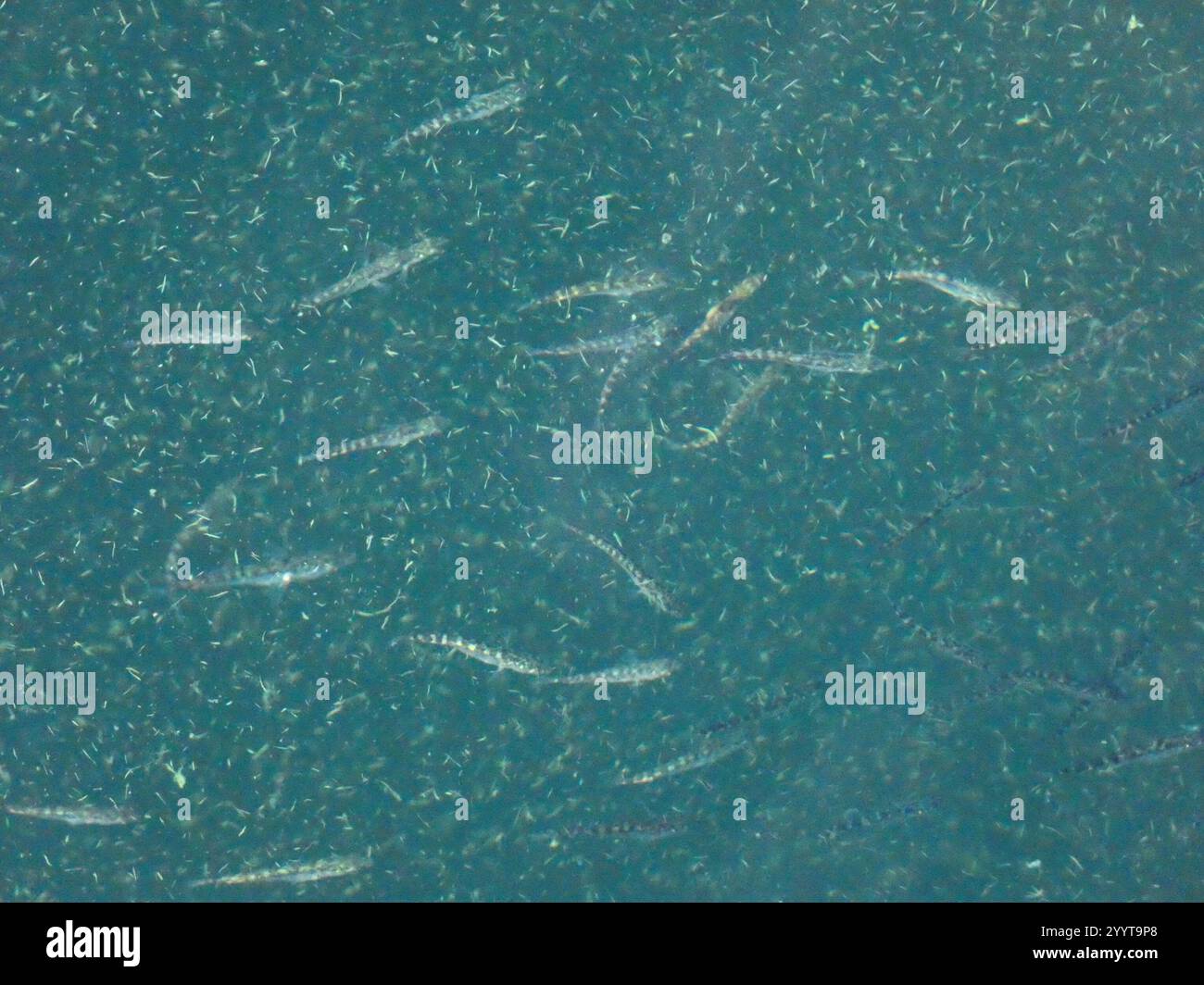 Threespine Stickleback (Gasterosteus aculeatus Stock Photo - Alamy